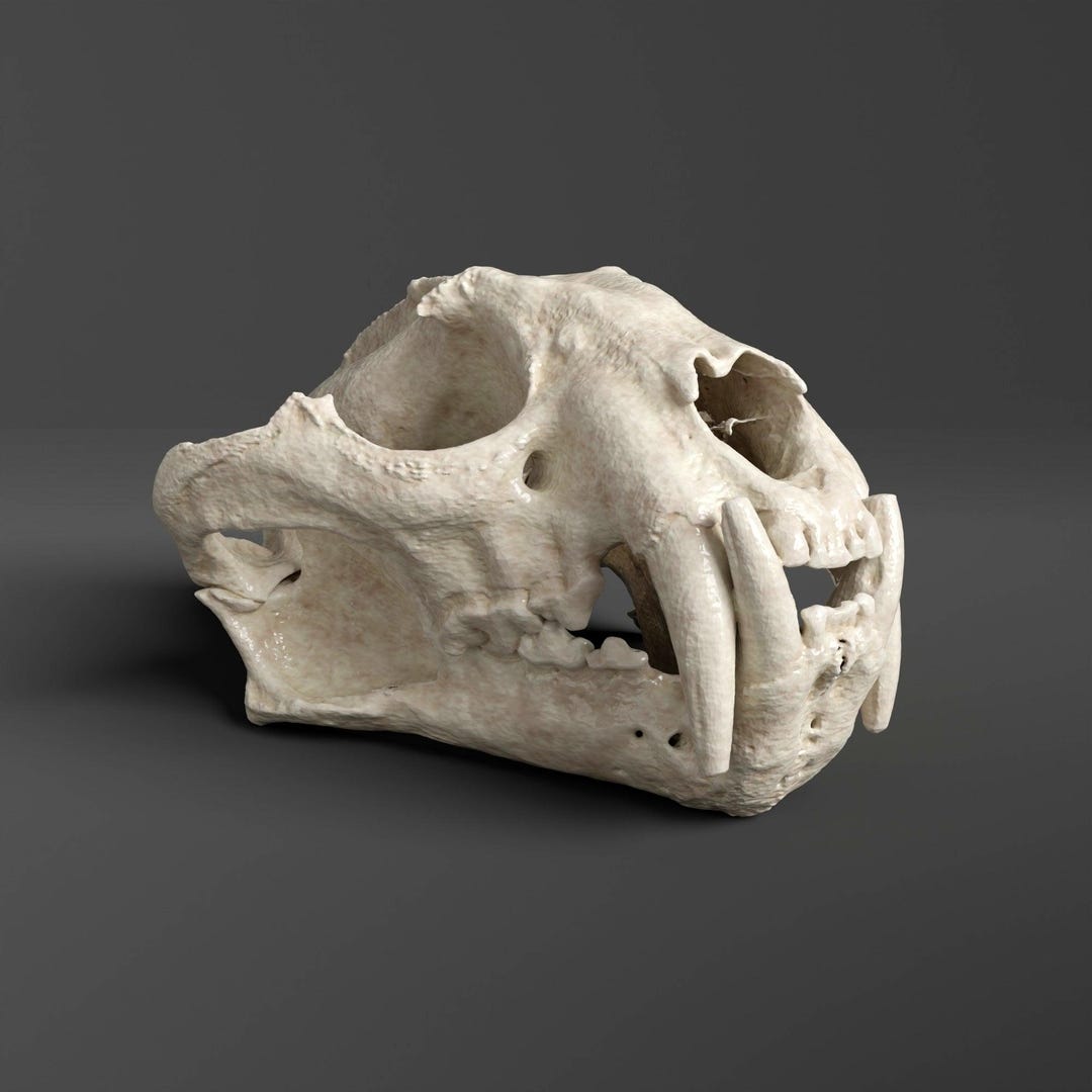 Clouded Leopard Skull Replica (museum Quality) - Etsy