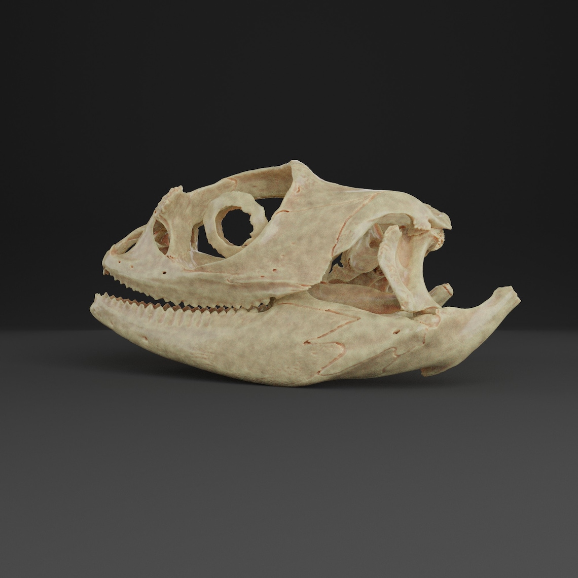 Bearded Dragon Lizard Skull Replica (museum Quality) - Etsy