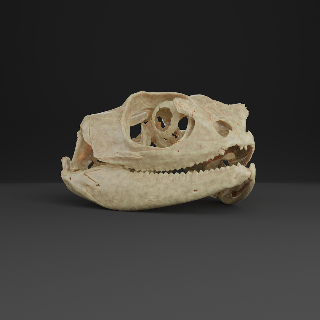 Bearded Dragon Lizard Skull Replica (museum Quality) - Etsy