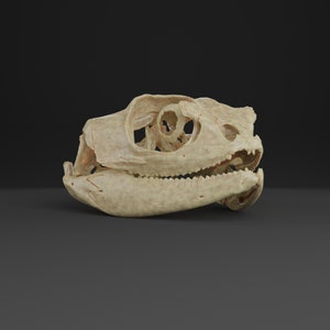 Bearded Dragon Lizard Skull Replica (museum Quality) - Etsy