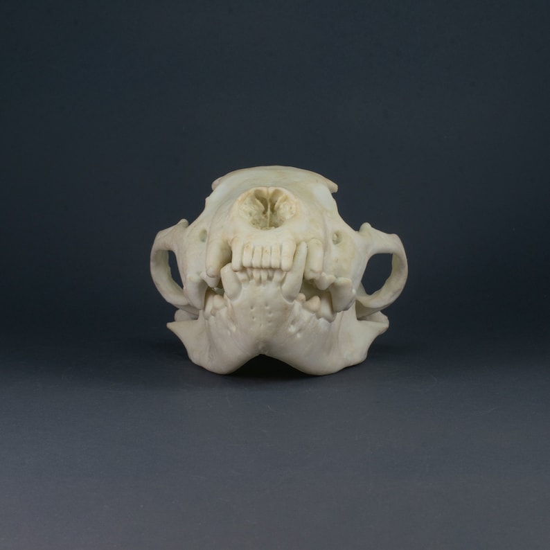 Wolverine north American Skull Replica - Etsy