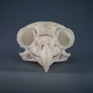 Great Horned Owl Skull Replica (museum Quality) - Etsy