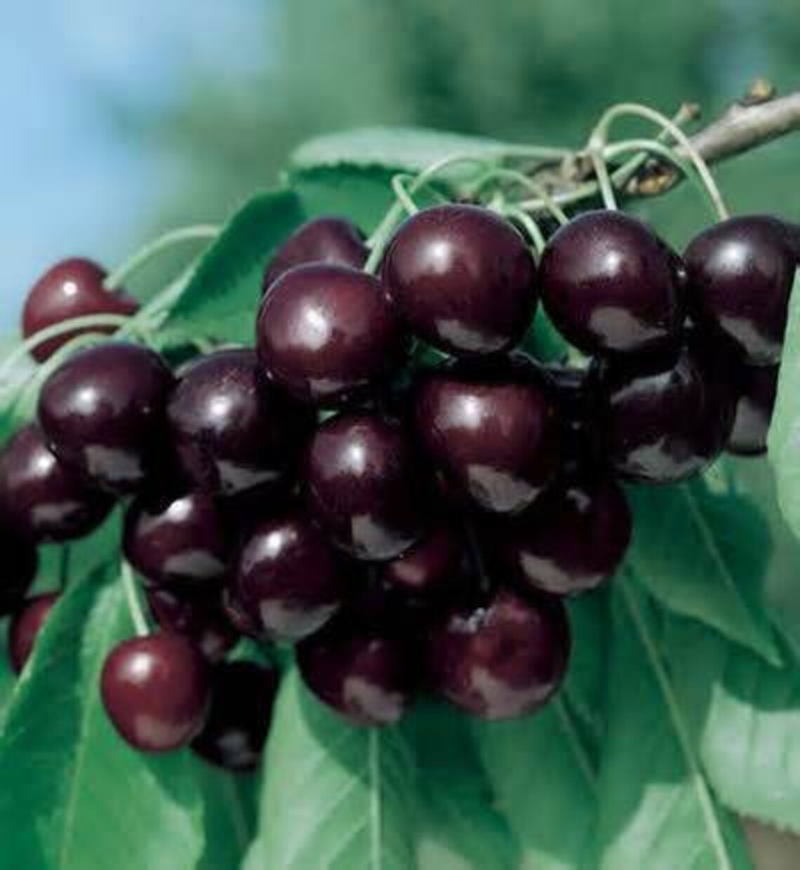 Black Cherry 24 Tarts Wax Melts - Etsy
