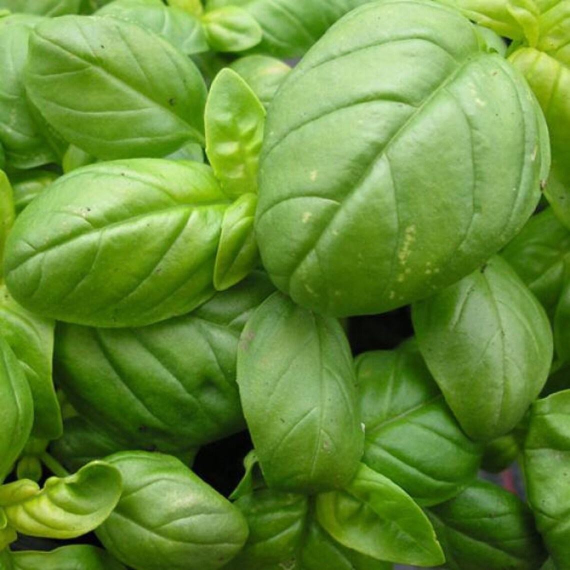 Cool Citrus Basil Clam Shell Break Away Tarts Melts 3oz | Etsy