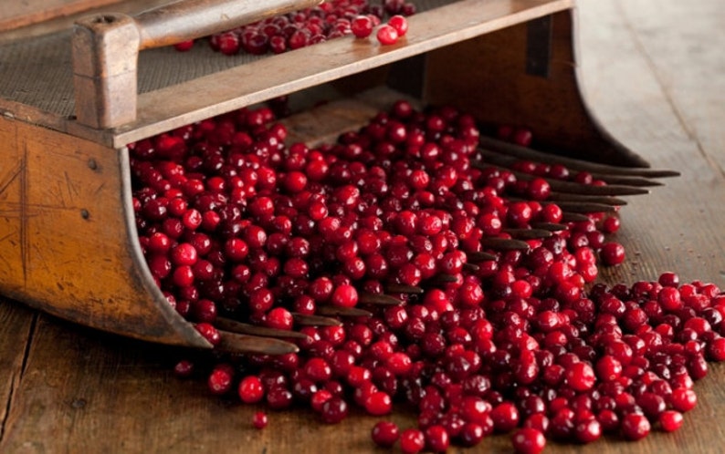 Cranberry 24 Tarts Wax Melts - Etsy