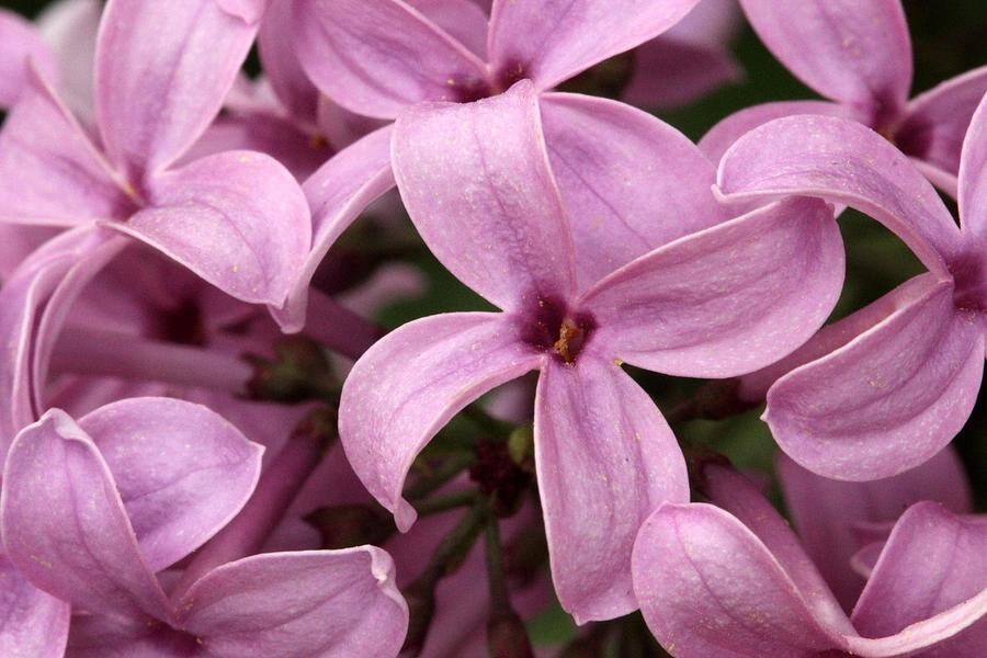 24 Spring Lilac Tarts Melts - Etsy