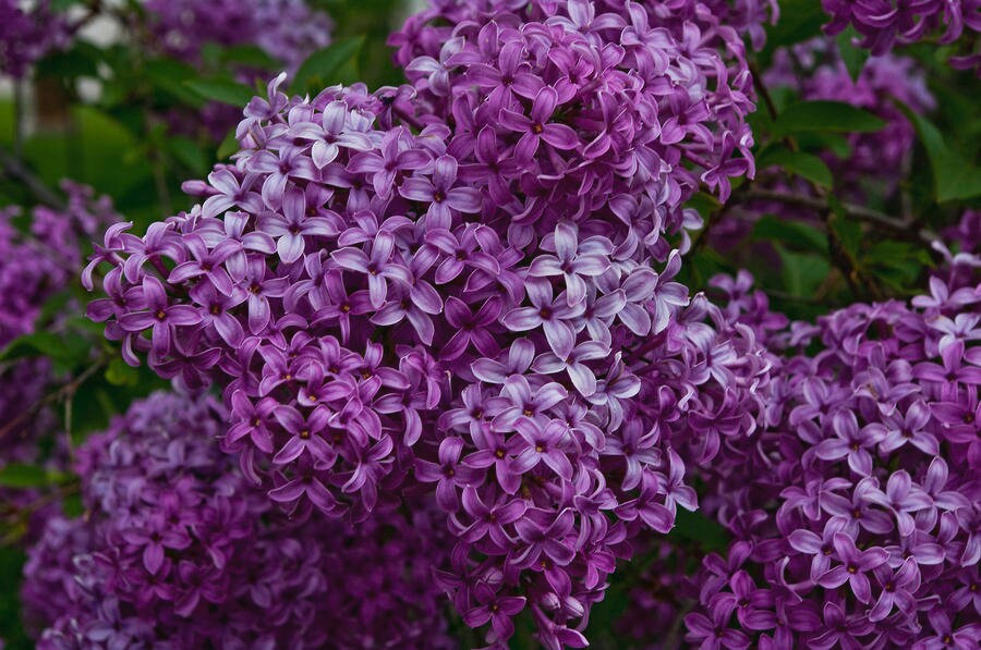 24 Spring Lilac Tarts Melts - Etsy