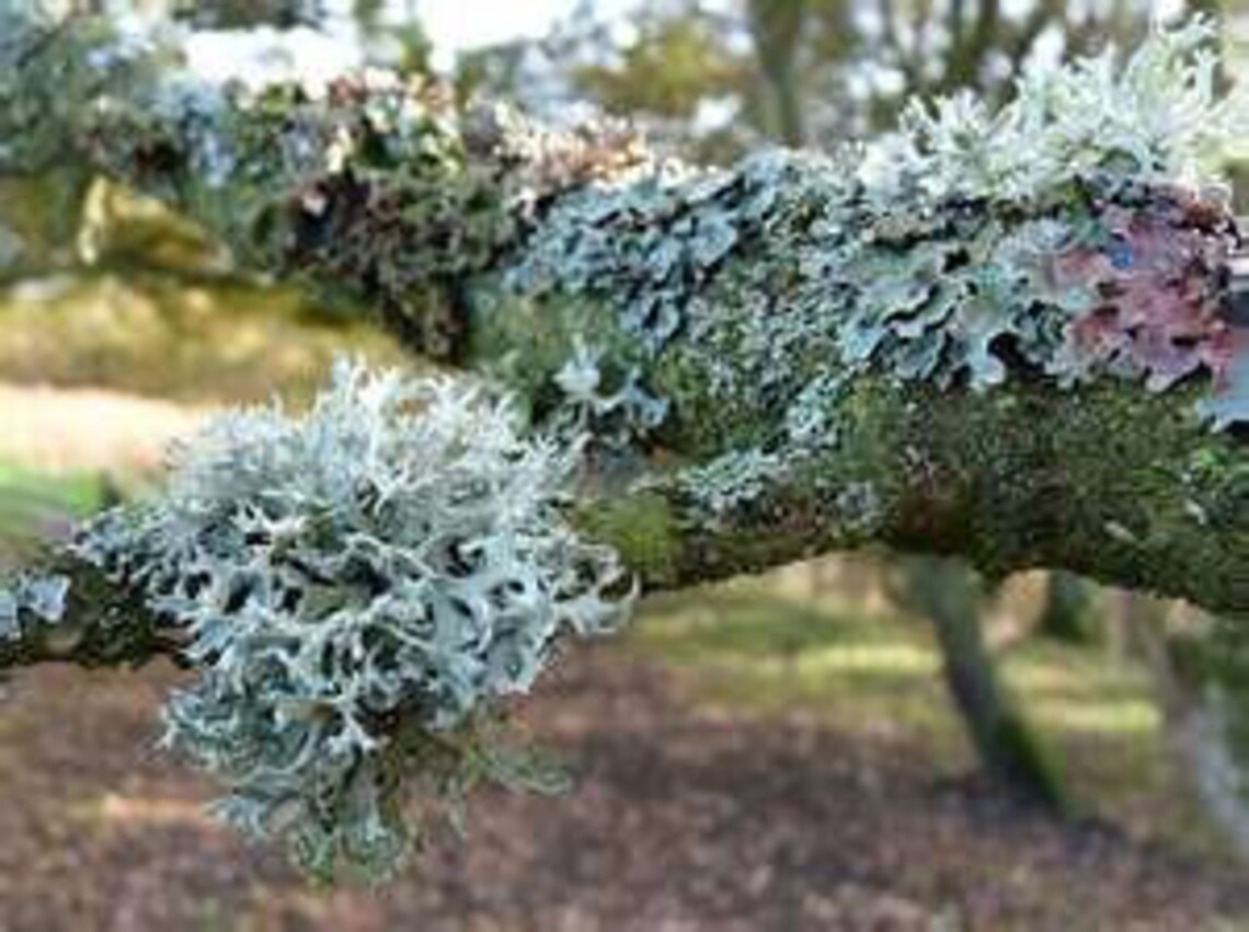 Oak Moss 24 Tarts Wax Melts Herbal - Etsy