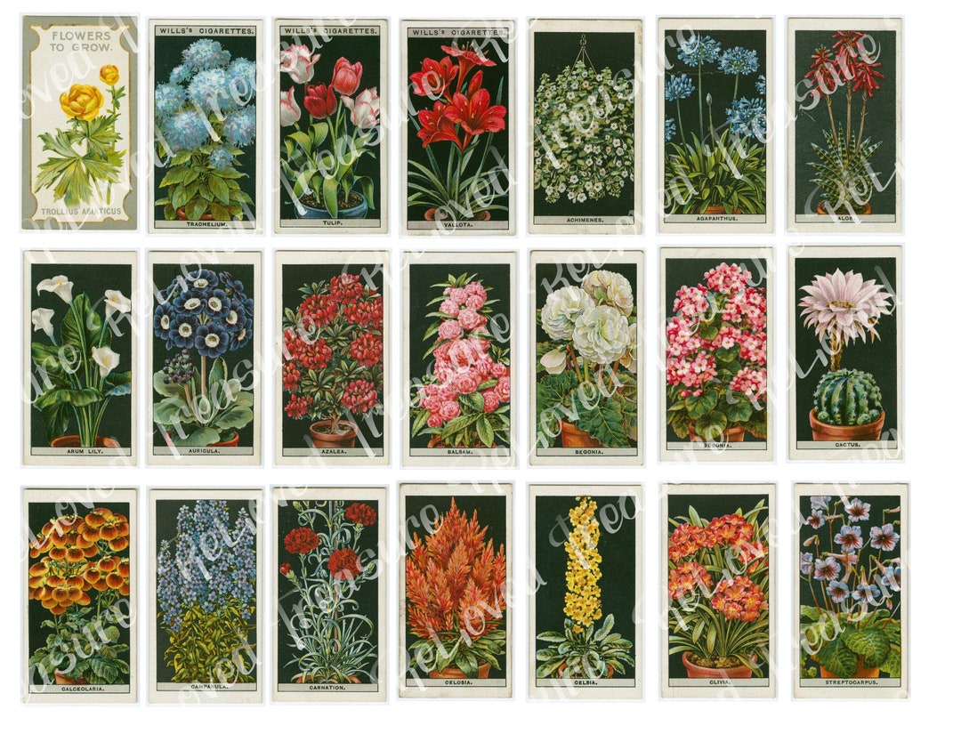 Flower Tea Cards, Vintage Tea Cards, Vintage Flower Tea Cards - Etsy