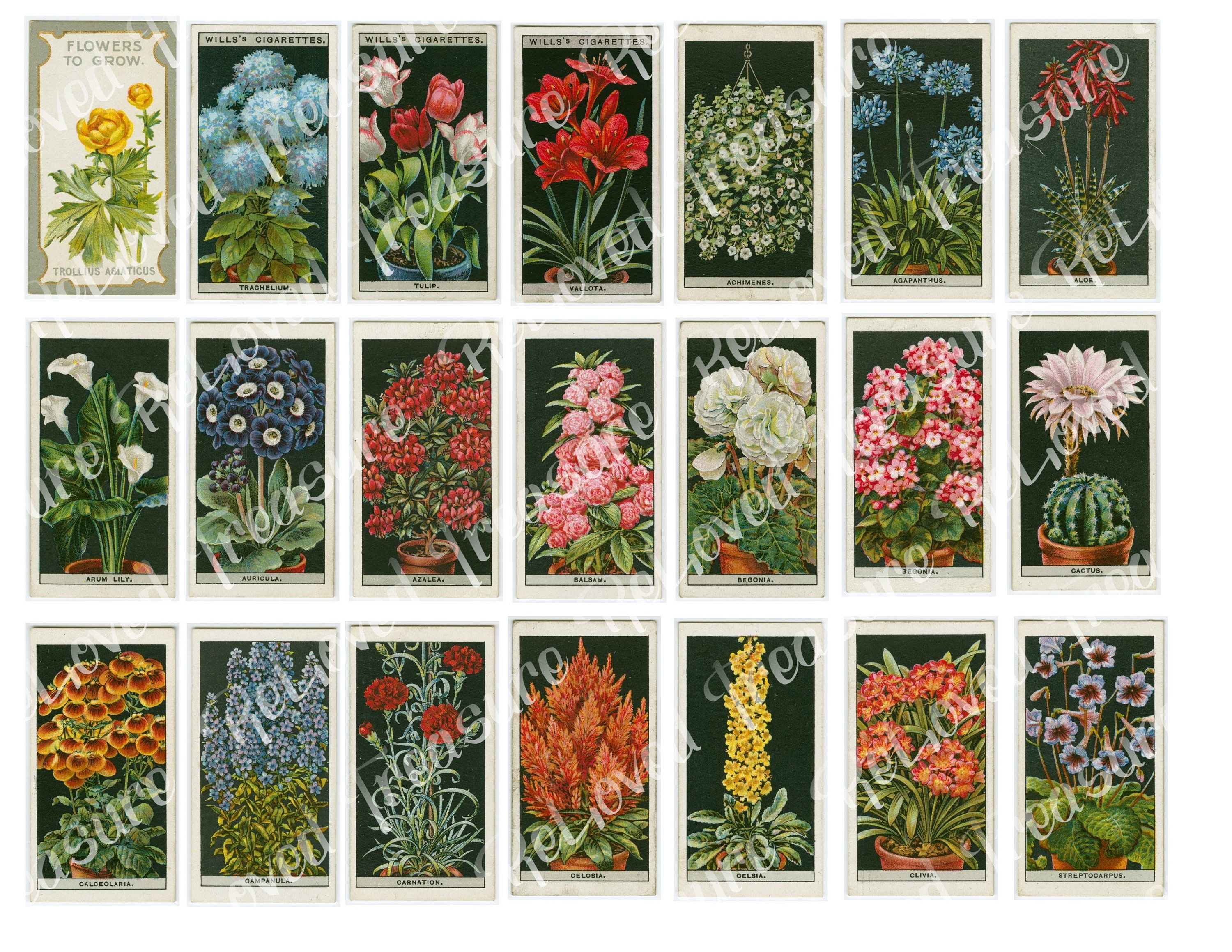 Flower Tea Cards, Vintage Tea Cards, Vintage Flower Tea Cards - Etsy