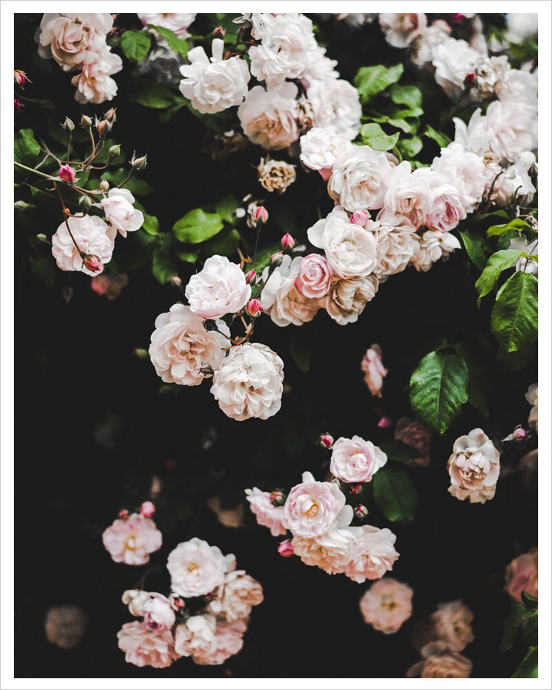 Roses Photograph Floral Photography Springtime in Paris - Etsy