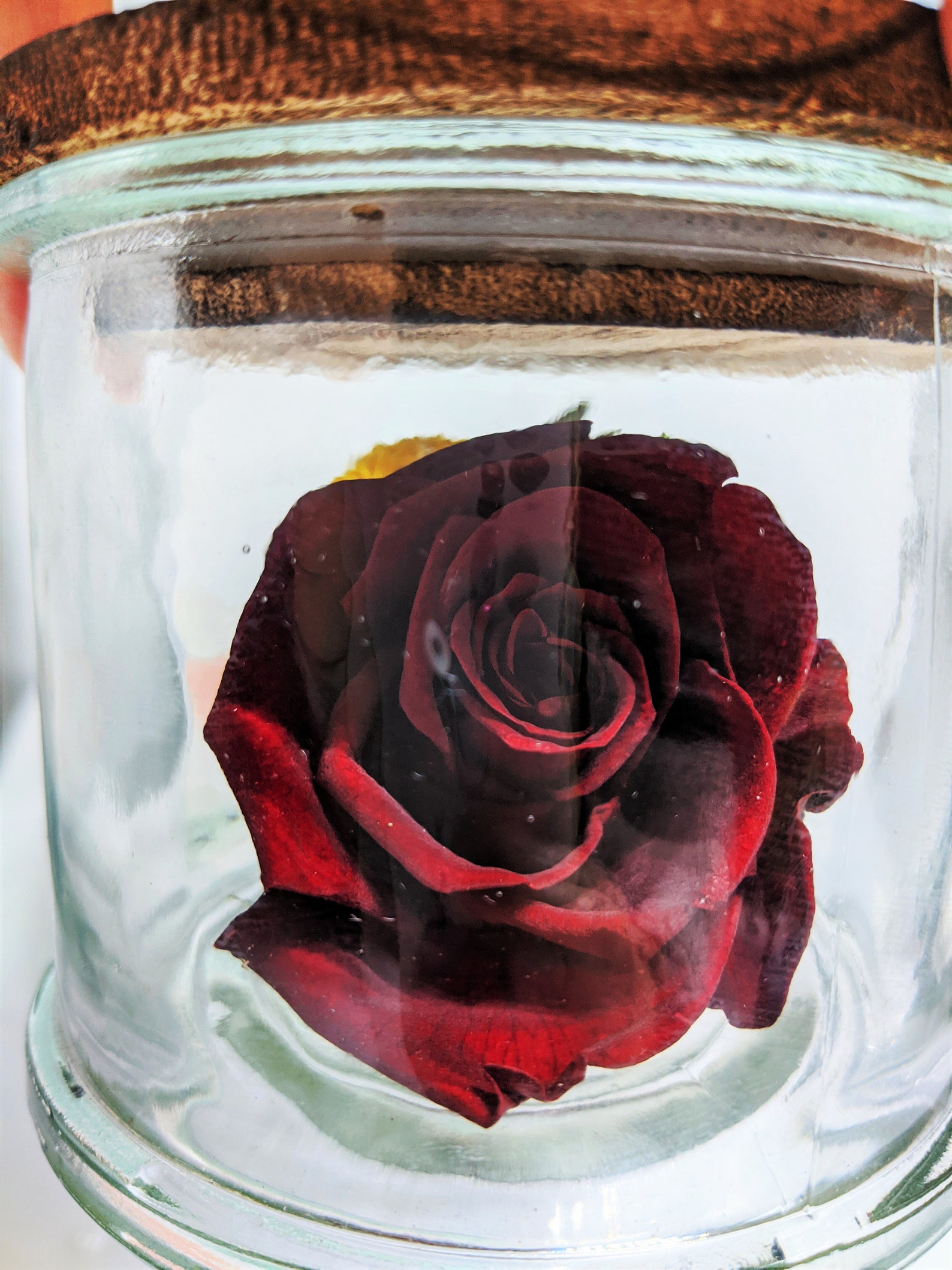 The Preserved Red Rose With Bunny Years Flower Eternal Red | Etsy