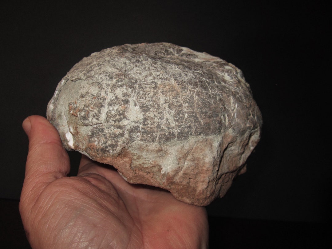 Fossil Hadrosaur Egg From Cretaceous 145 to 66 Million Year Old ...