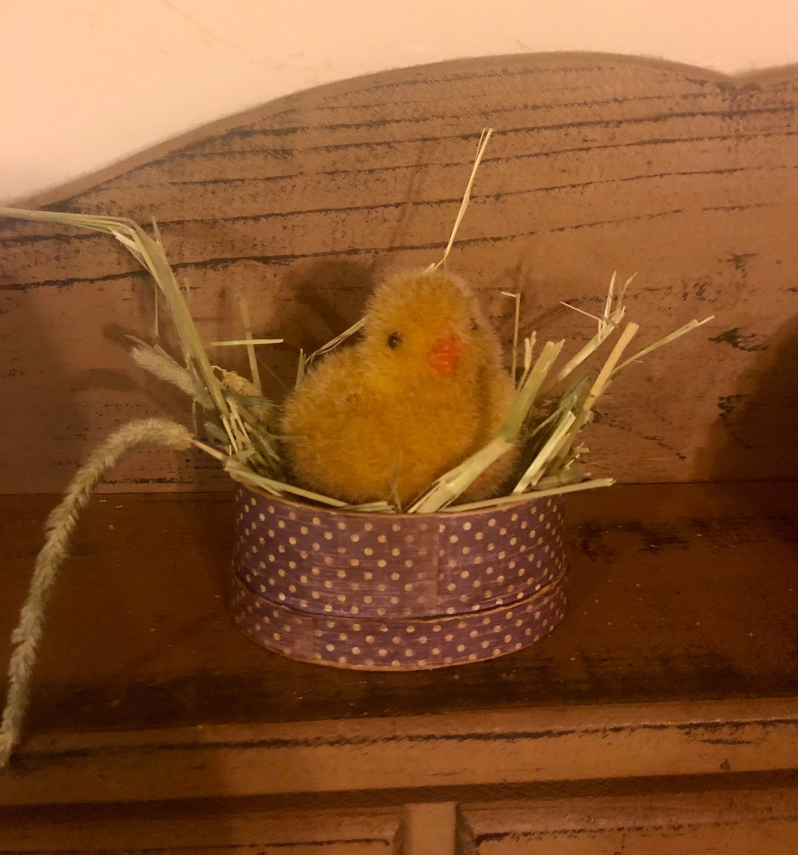 primitive Chick in box with grass