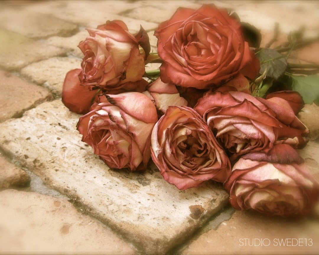 Along the Way Rose Photography, Garden Photography, Shabby and Chic ...