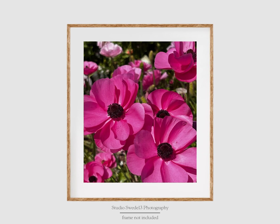 Pretty in Pink- Pink Flower Field Landscape Photography, Country Field ...