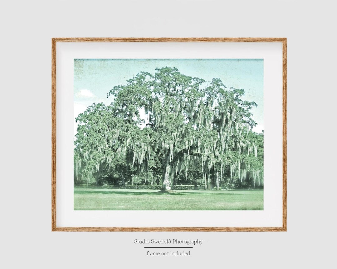 Tree of Life- Tree Photo, Tree Art, Tree Print, Green Nature Landscape ...