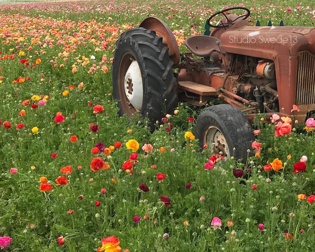 Old Tractor Flower Field Landscape Art, Country Field Farm Image ...