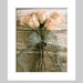 Rustic Romance Rose Art Print, Shabby Cottage Chic Art, French Country ...