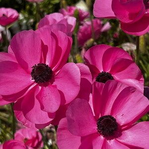 Pretty in Pink- Pink Flower Field Landscape Photography, Country Field ...