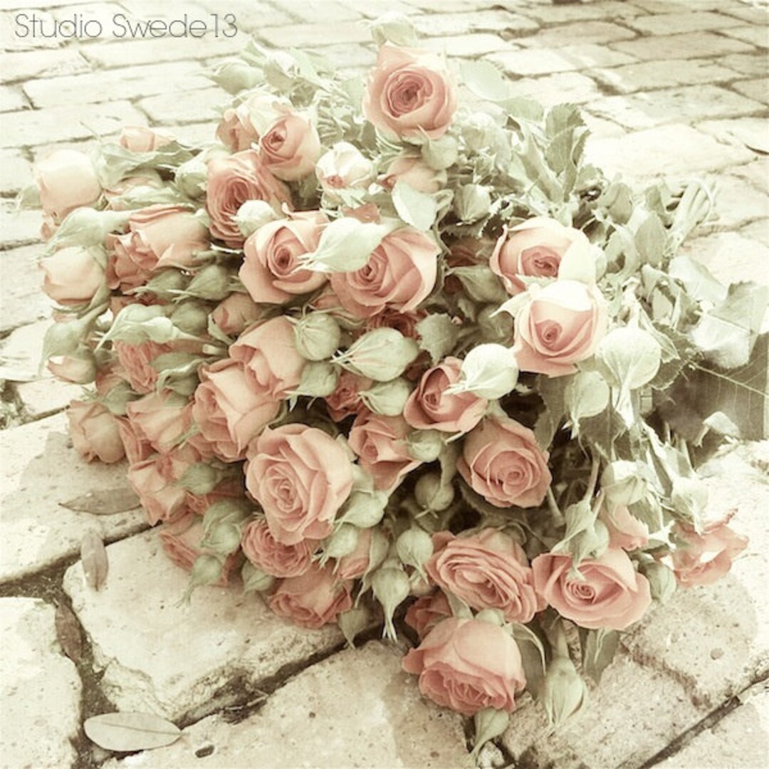 Sweetheart Roses Pink Rose Photo Rose Bundle Art Print - Etsy