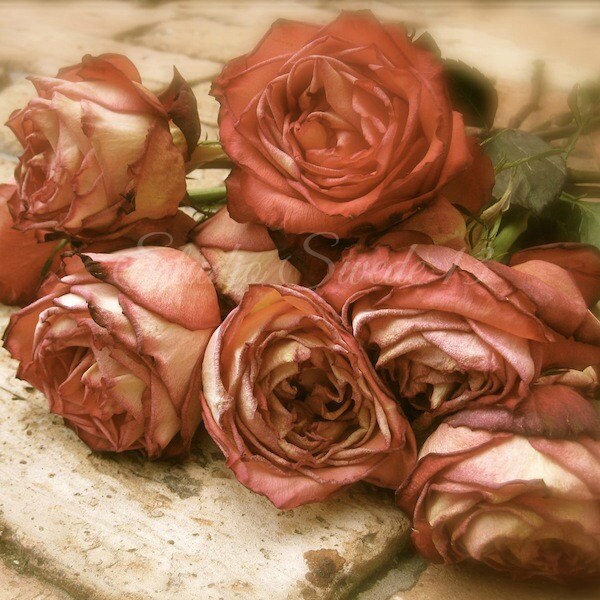 Along the Way Rose Photography, Garden Photography, Shabby and Chic ...