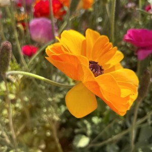 Golden- Yellow Flower Print, Farmhouse Wildflower Print, Yellow ...