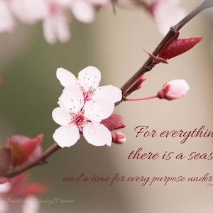 Plum Blossom Photo, Christian Wall Art, Hope of Spring Inspirational ...