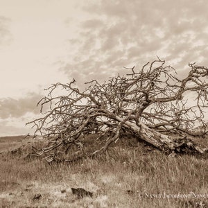 Dead Tree Print ~ Nature Photography ~ Rustic Wall Art, Wild West Sepia ...