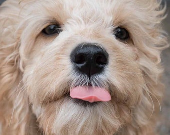 Funny Cavapoo Print - Etsy