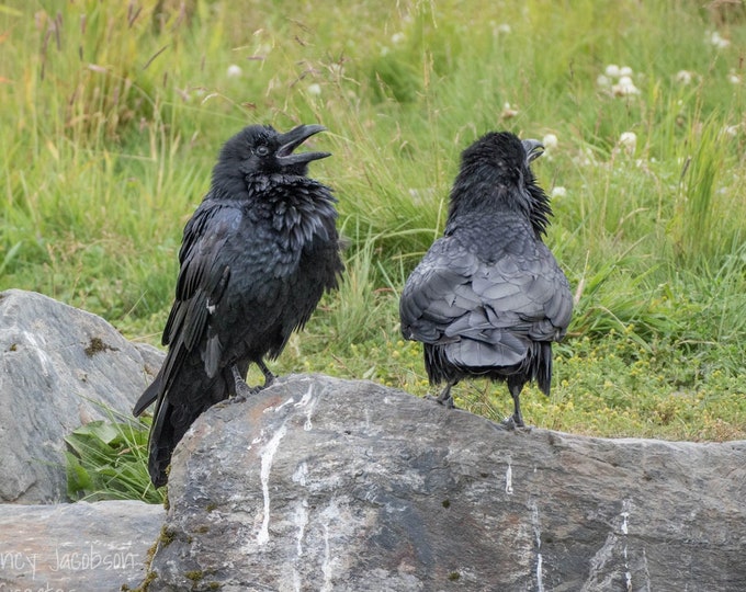 Photo of Raven Couple Kenai National Wildlife Refuge Black Bird Print ...