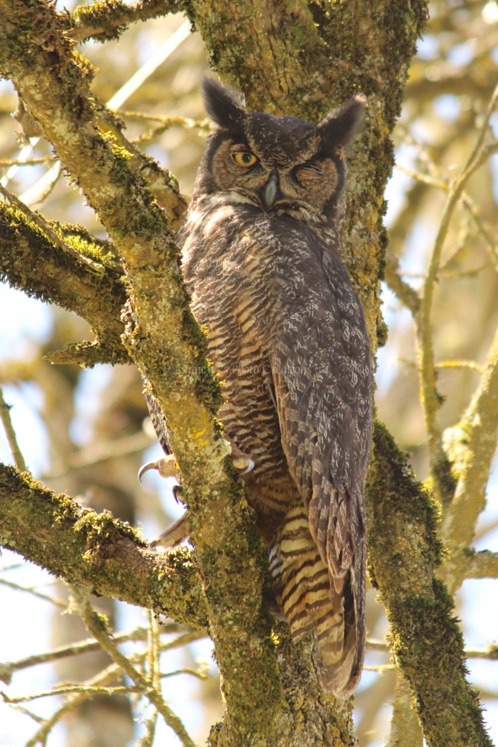Wink Owl Photography, Woodland Nature Photography, Animal Photography ...