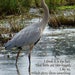Great Blue Heron Art - Bird Photography Gray Home Decor ~ Nature ...