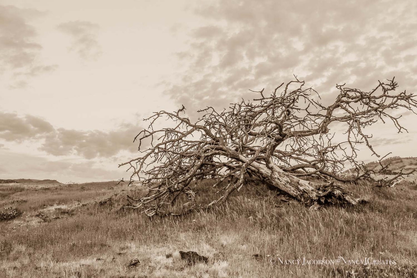 Dead Tree Print Nature Photography Rustic Wall Art Wild - Etsy