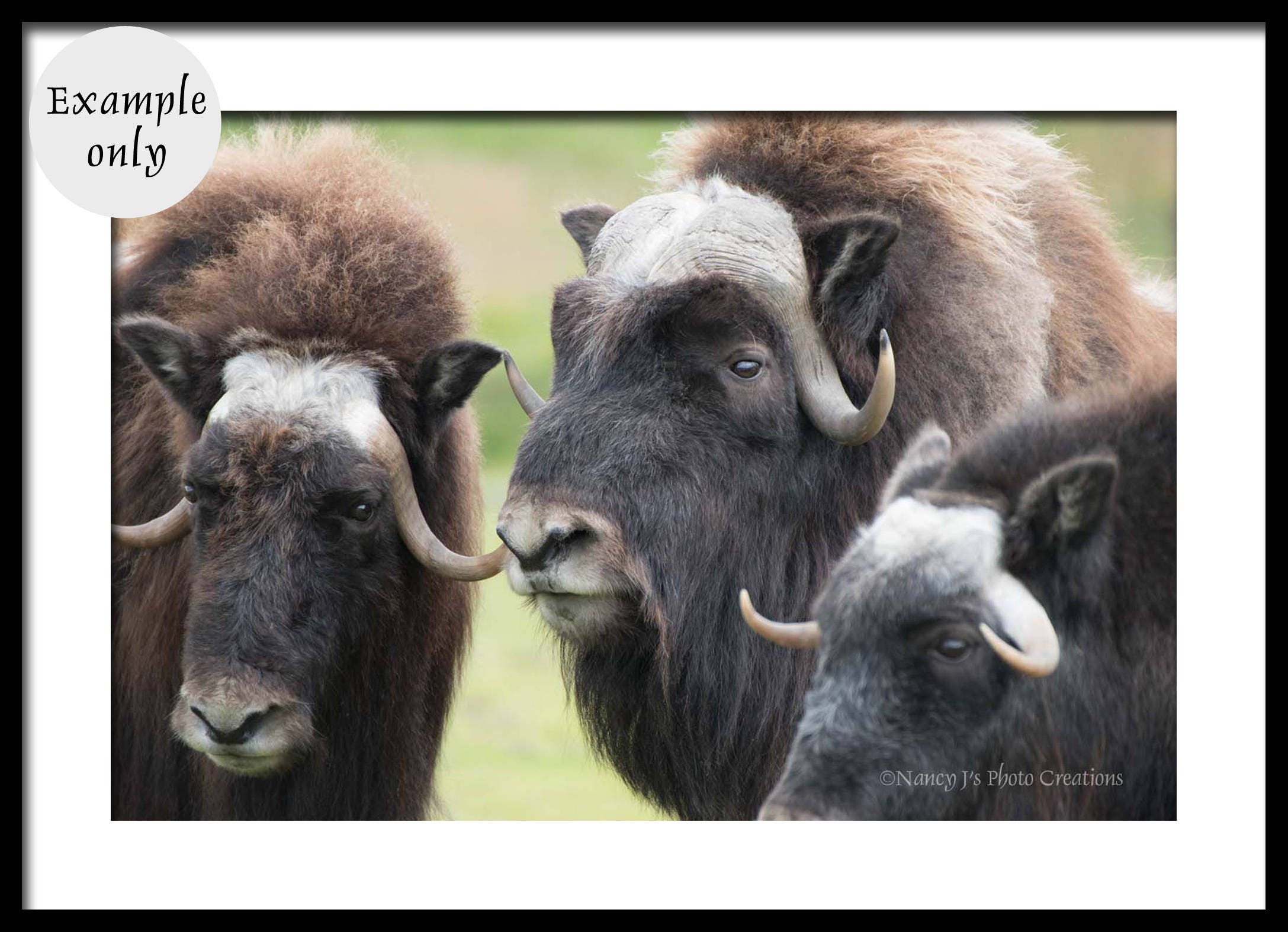 Musk Oxen Photo, Animal Photography, Animal Lover Gift, Animal Print ...