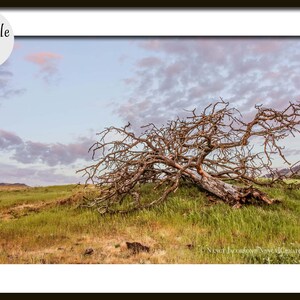 Dead Tree Print ~ Nature Photography ~ Rustic Wall Art, Wild West Sepia ...