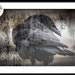 Black Crow Photo, Dramatic Bird Photography, Spectral Crow Art, Ghostly ...
