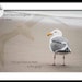 Inspirational Wall Art, Nature Print, Seagull Picture, Sandy Beach ...