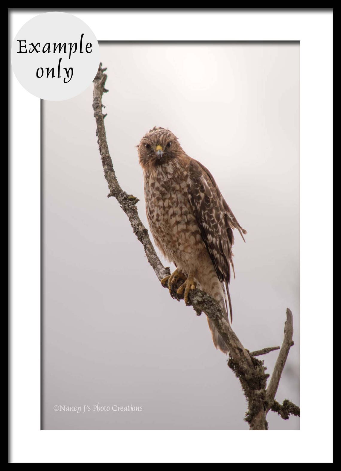Red-tailed Hawk Photo, Bird Photography, Nature Photography, Hawk Art ...