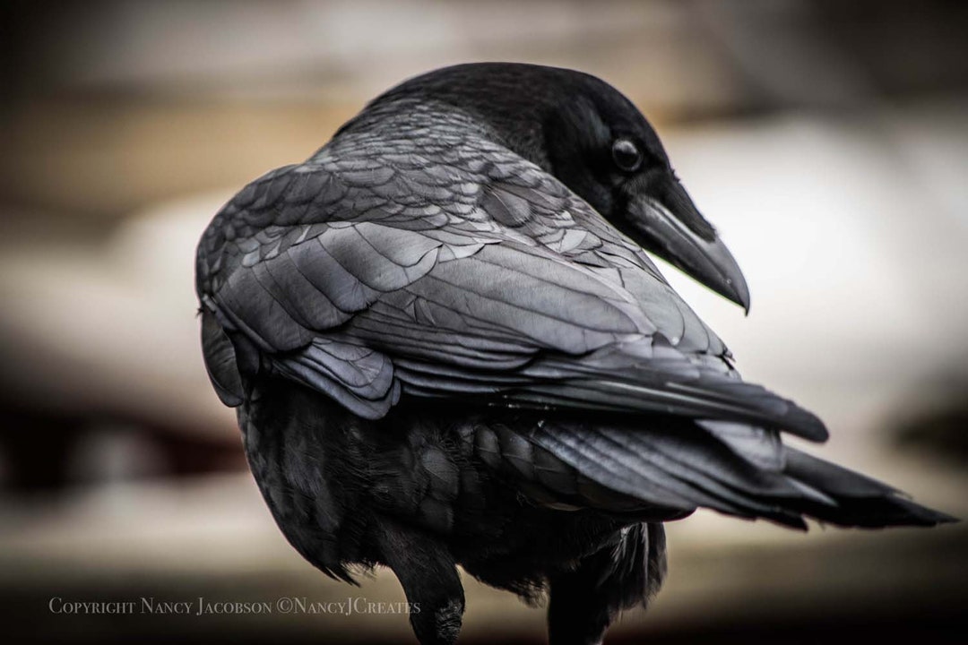 Black Crow Photo, Dramatic Bird Photography, Spectral Crow Art, Ghostly ...