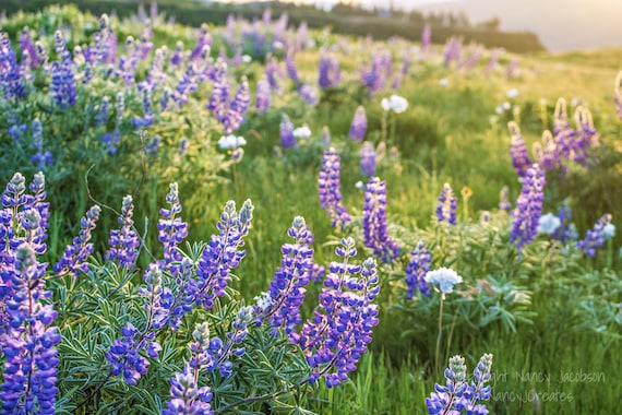 Pacific Northwest Purple Wildflowers