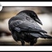 Black Crow Photo, Dramatic Bird Photography, Spectral Crow Art, Ghostly ...