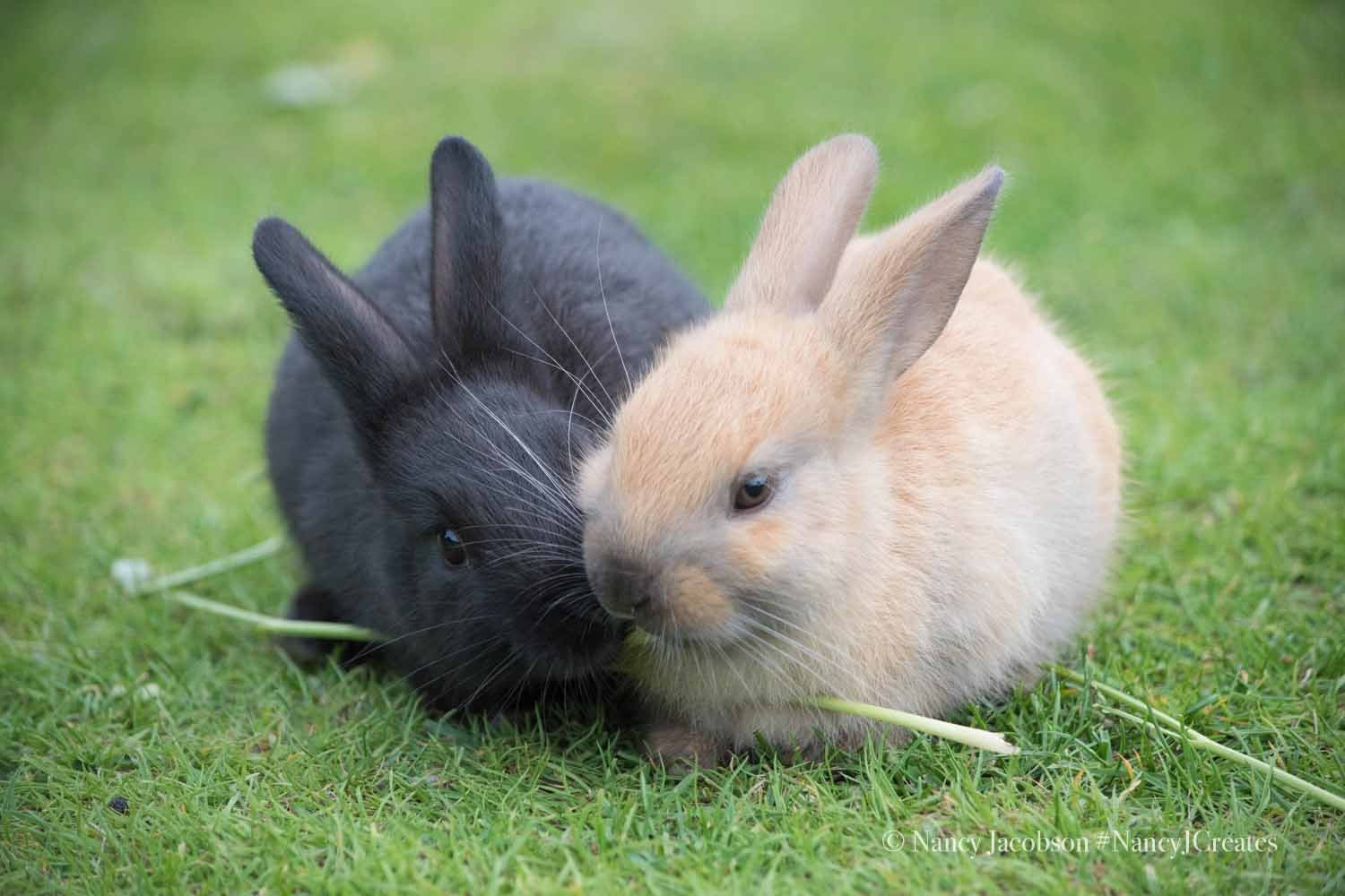 Photo of Cute Bunny Rabbits in Grass, Nursery Wall Art, Blond and Black ...