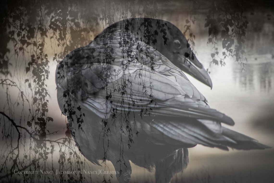 Black Crow Photo, Dramatic Bird Photography, Spectral Crow Art, Ghostly ...