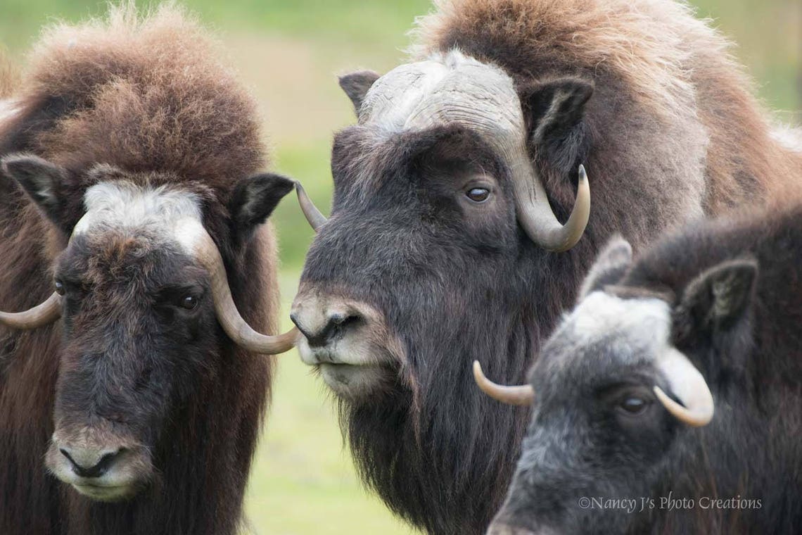 Musk Oxen Photo Animal Photography Animal Lover Gift Animal - Etsy