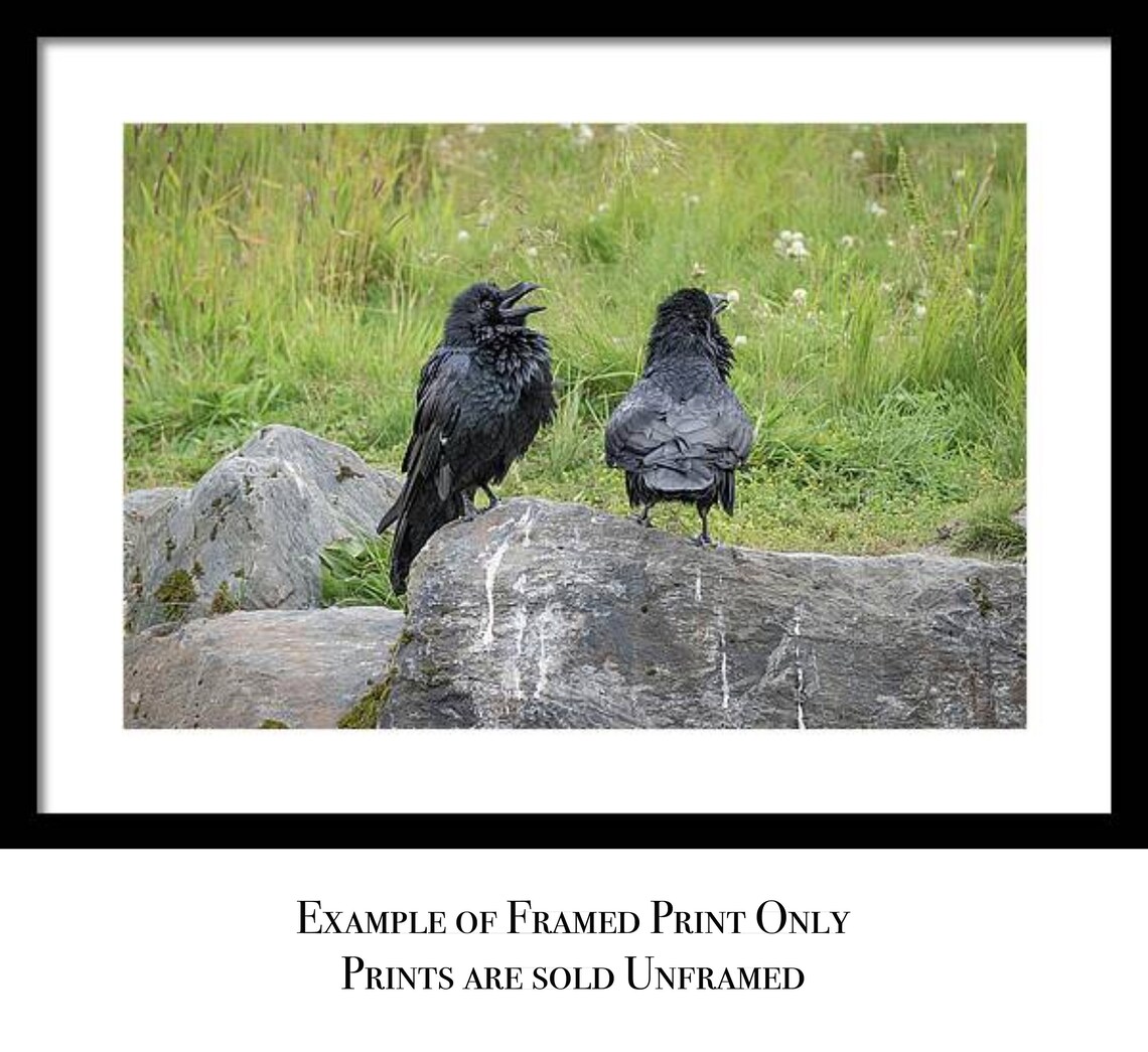 Photo of Raven Couple Kenai National Wildlife Refuge Black Bird Print ...