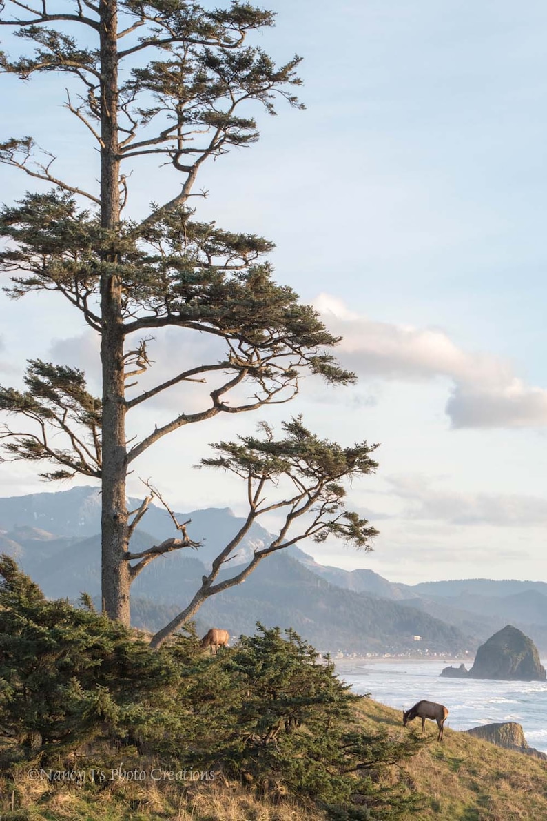 Tree Art Nature Photography Oregon Coast Photography Elk - Etsy