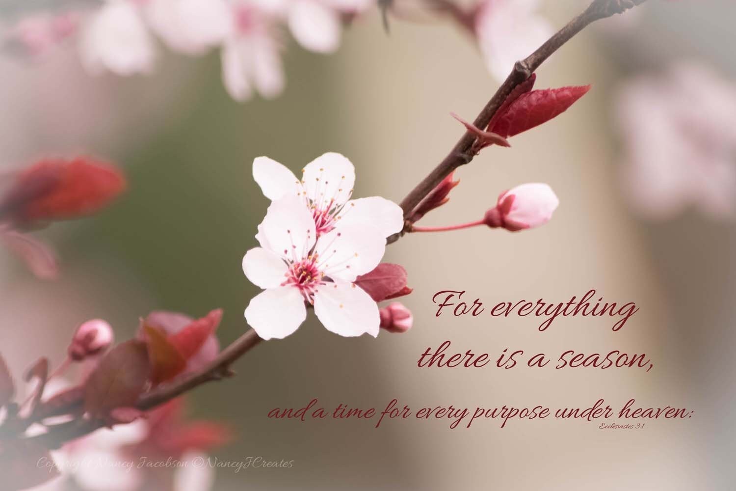 Plum Blossom Photo, Christian Wall Art, Hope of Spring Inspirational ...