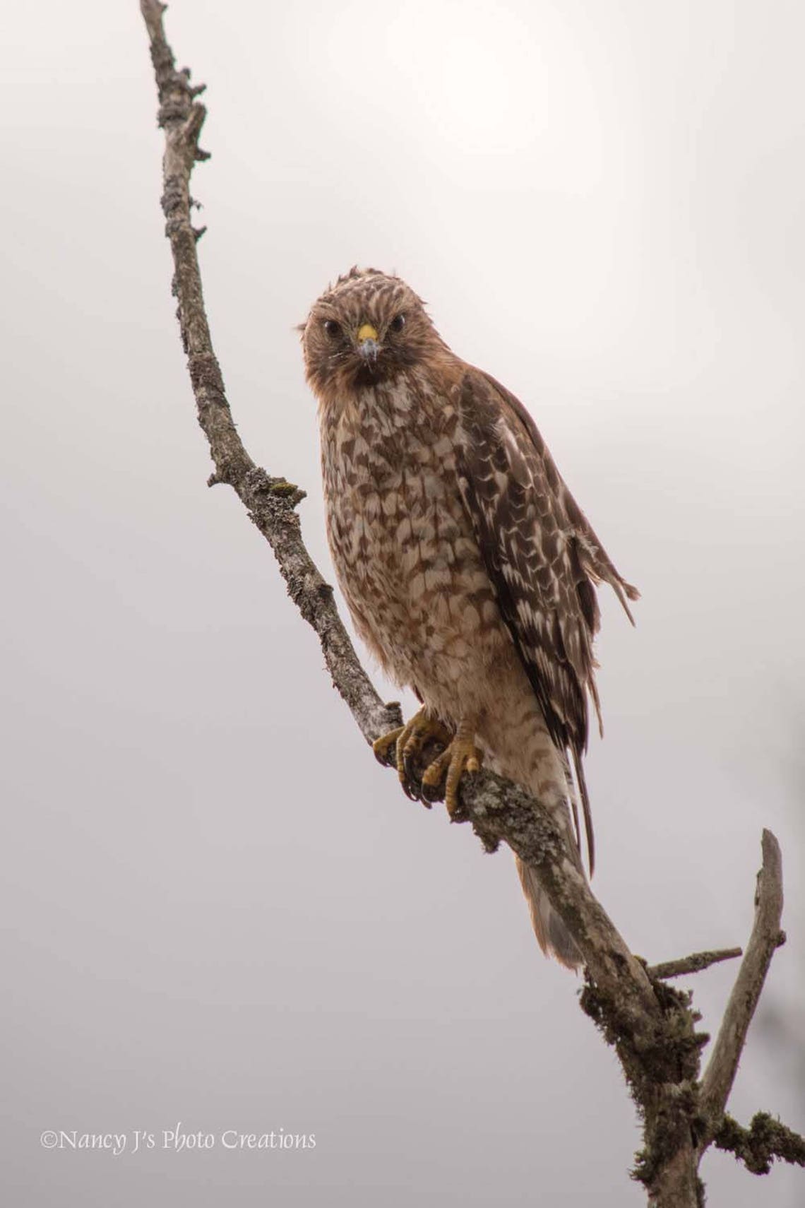 Red-tailed Hawk Photo, Bird Photography, Nature Photography, Hawk Art ...