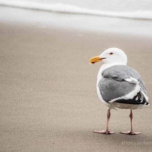 Inspirational Wall Art, Nature Print, Seagull Picture, Sandy Beach ...